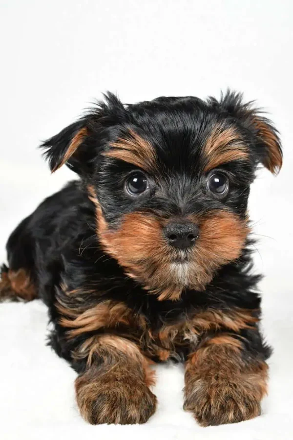Ethan - The Puppy House